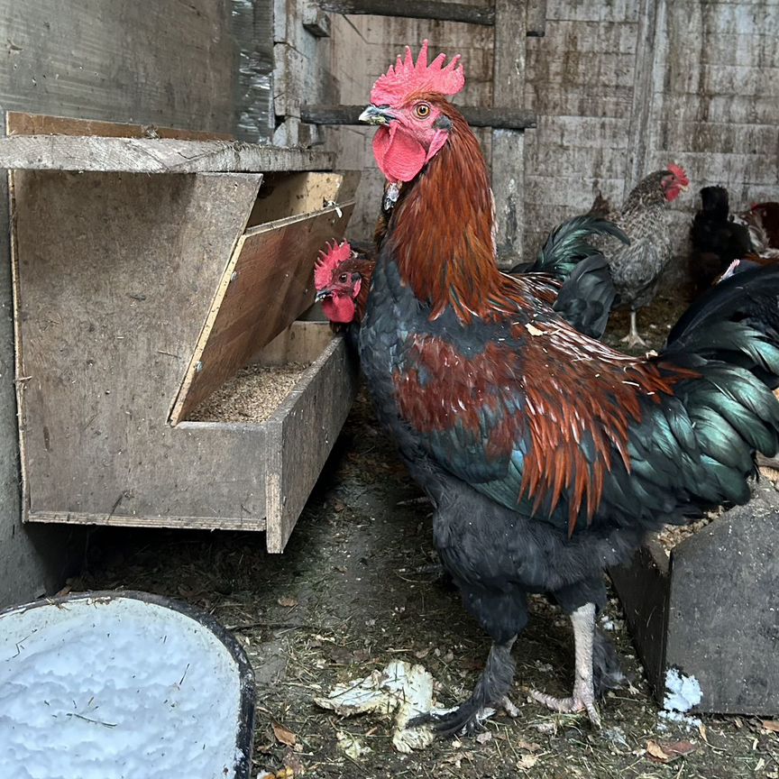 Молодые петухи