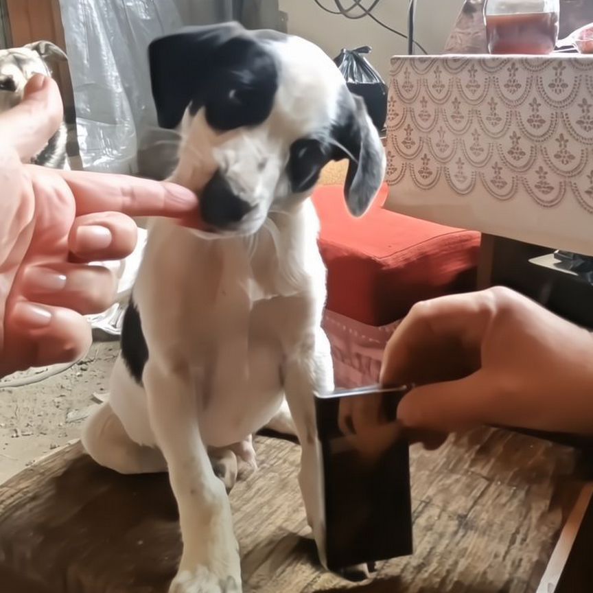 Щенок в добрые руки