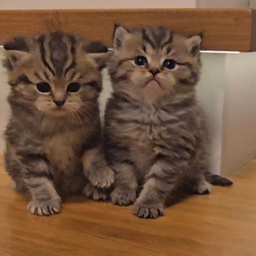 Британский короткошёрстный котёнок