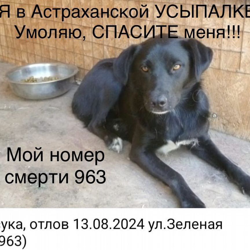 Собака в добрые руки