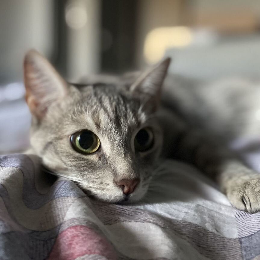 Абиссинская, взрослая кошка