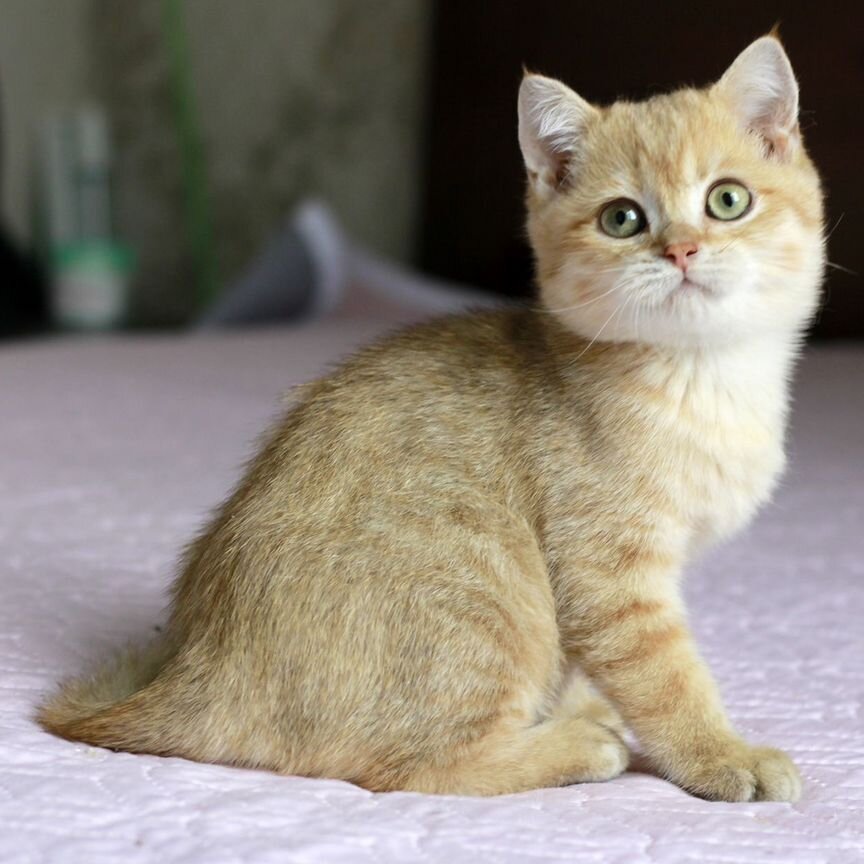 Британский золотой Колобок