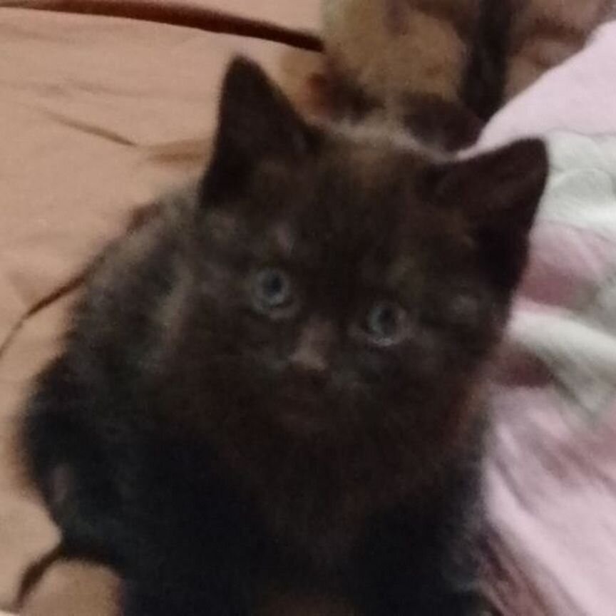 Котёнок девочка