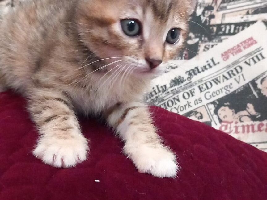 Котенок в добрые руки