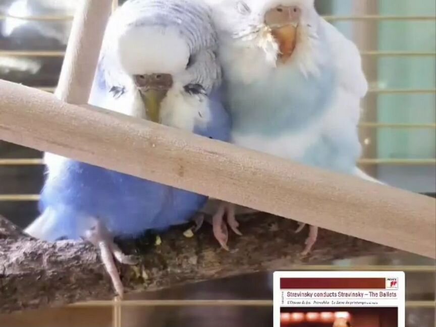 Волнистый попугай с клеткой