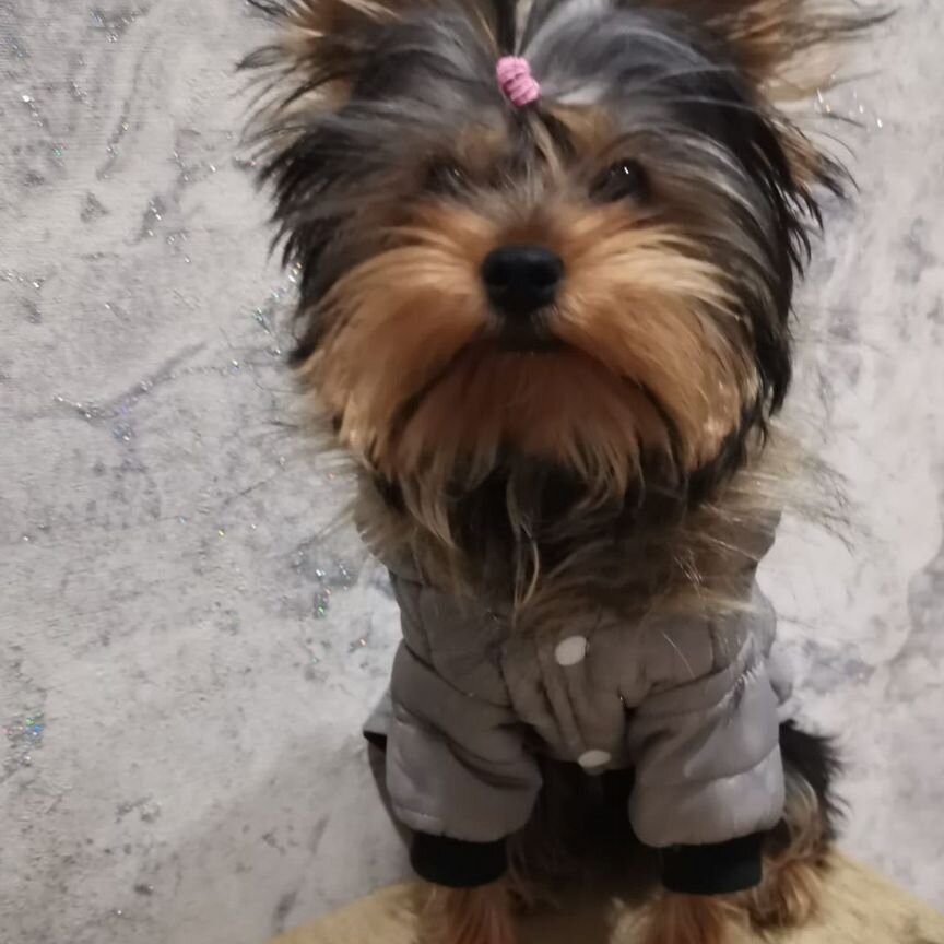 Йоркширский терьер щенки