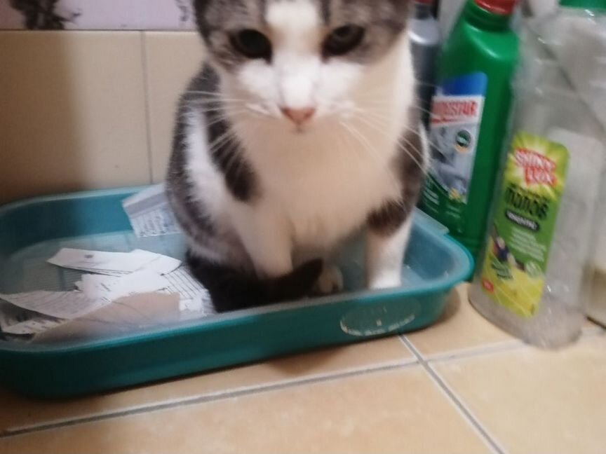 Кошке нужен дом