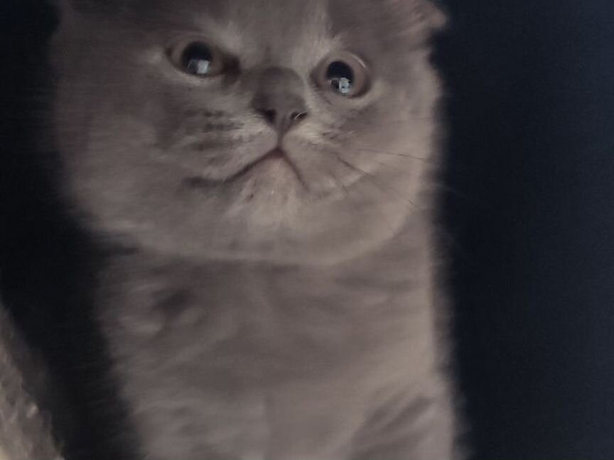 Шотландский принц голубой фолд