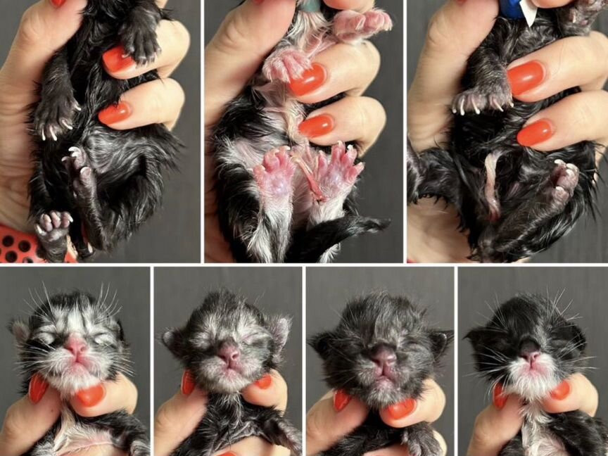 Котята Мейн-кун