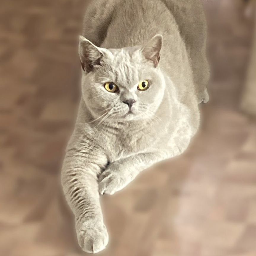 Шотландский кошка отдам