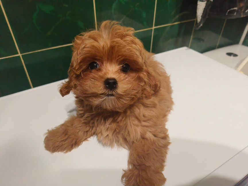 Мальтипу f1 мини девочка