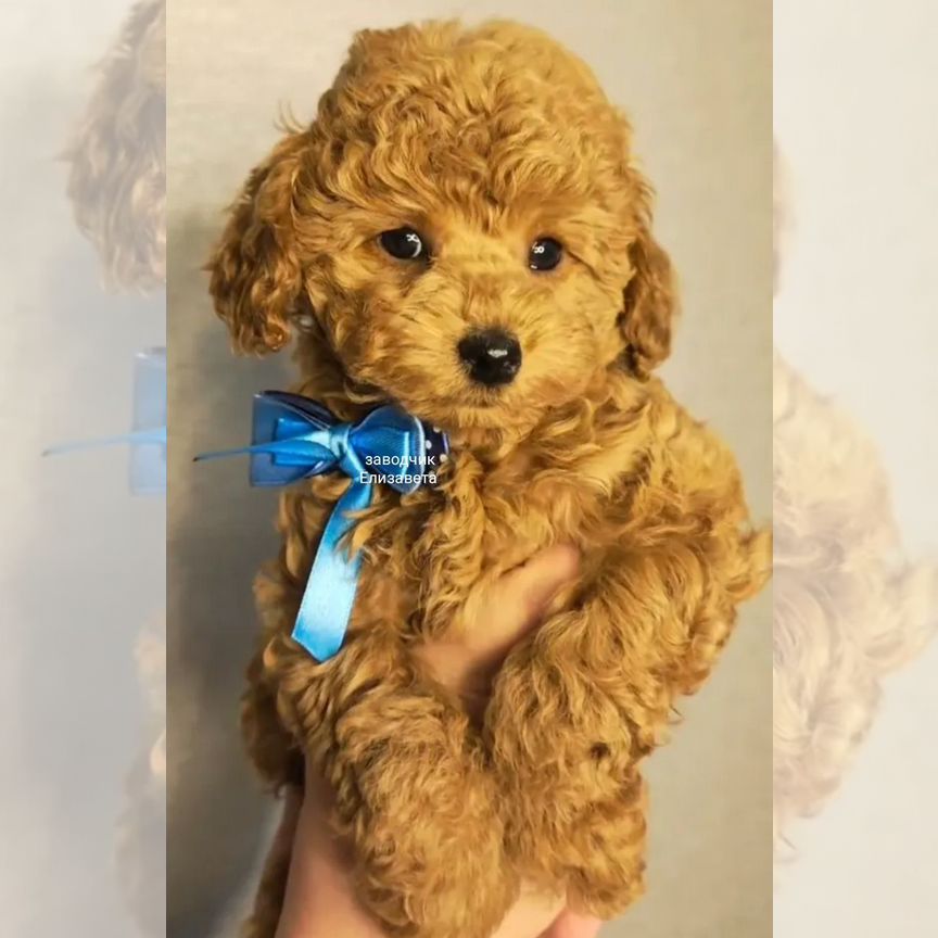 Той-пудель, щенок