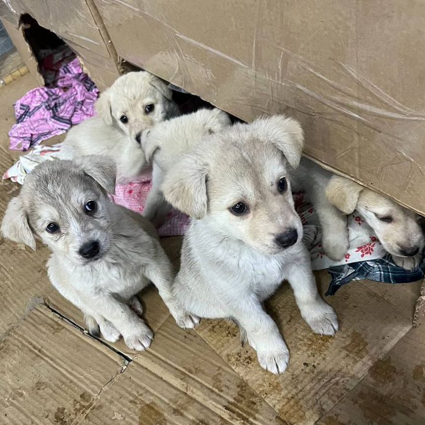 Щенок в добрые руки бесплатно