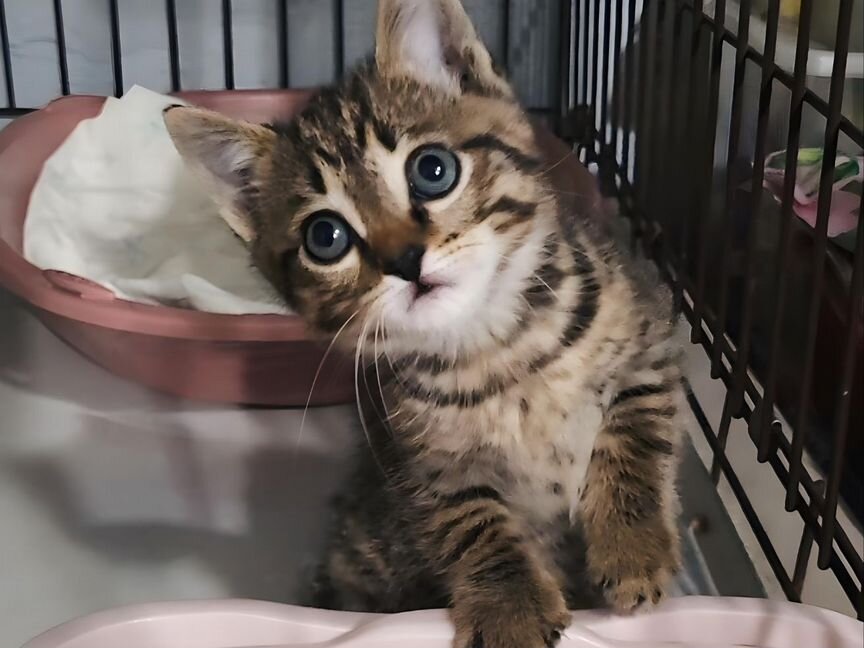 Котёнок из приюта