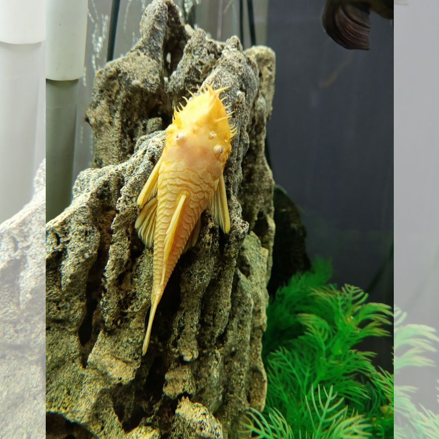 Анциструс золотой пара