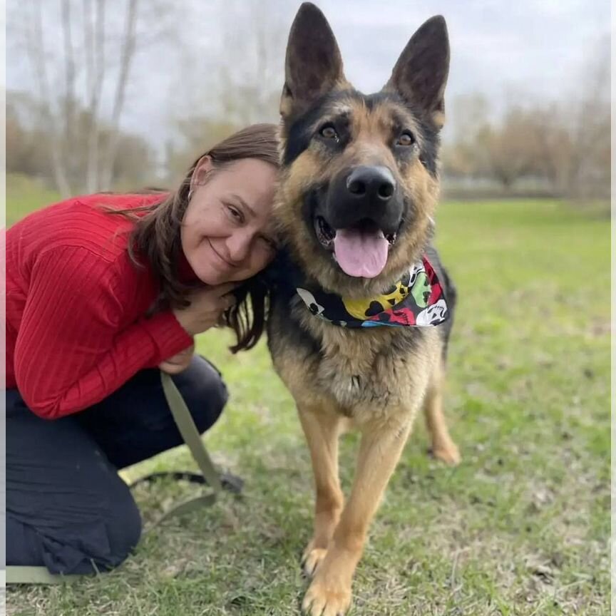 Взрослый пёс в добрые руки