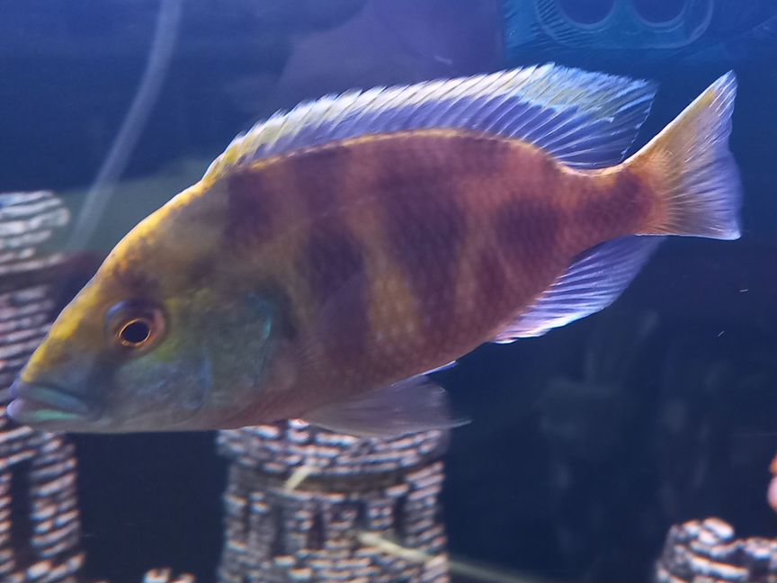 Продам цихлид -Ливингстона, здоров, активен