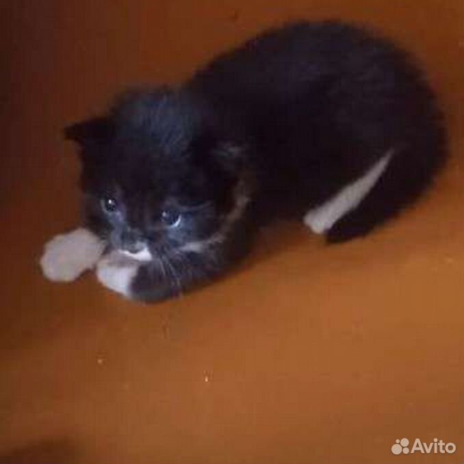 Котёнок Черныш