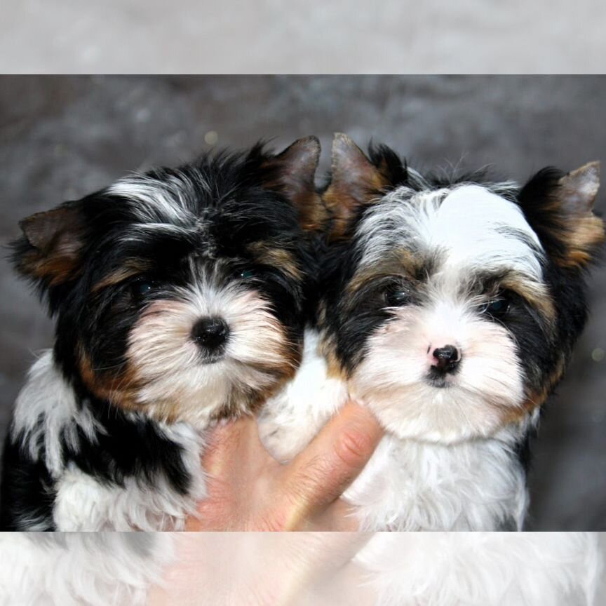 Красивые щенки Бивер йорка