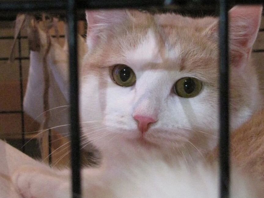 Нежный молодой Чуня из приюта