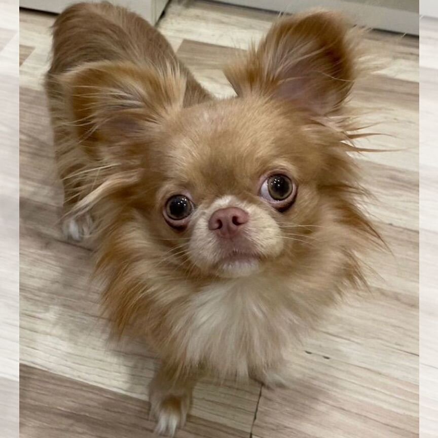 Чихуахуа, взрослая собака