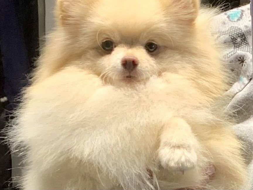 Шпиц девочка 1 год