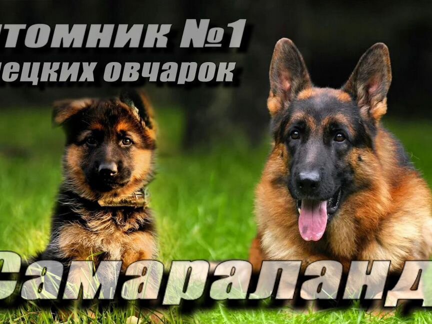 Элитные щенки немецкой овчарки