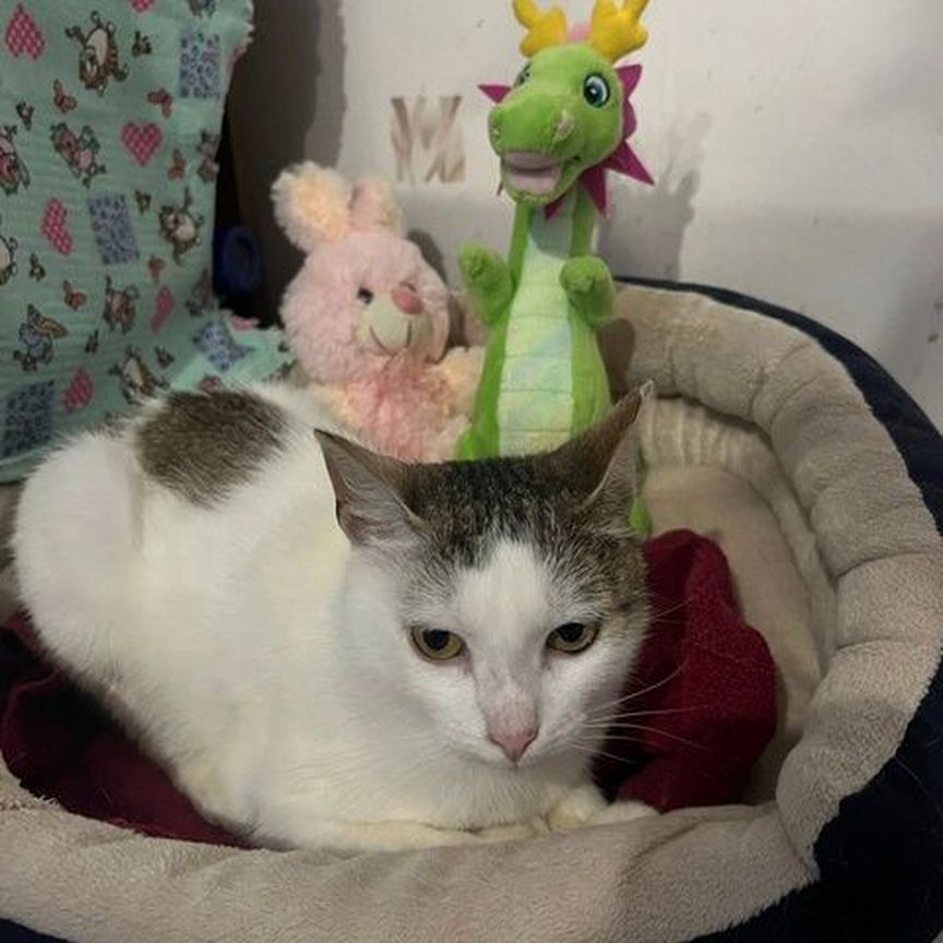 Кошечка в добрые руки