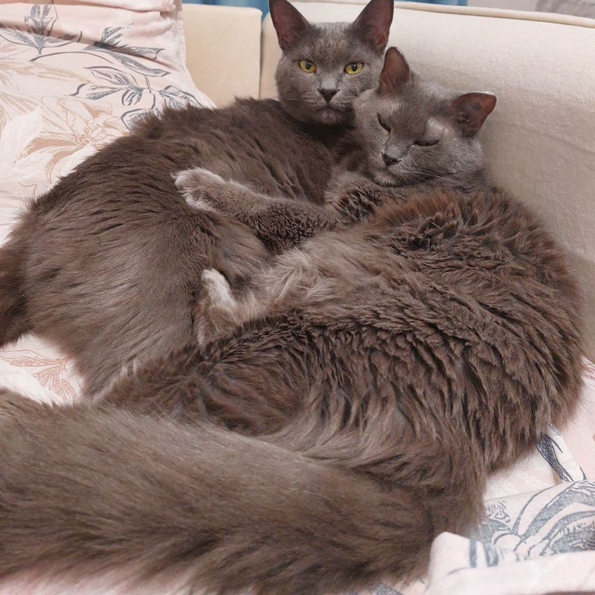 Взрослый кот в добрые руки