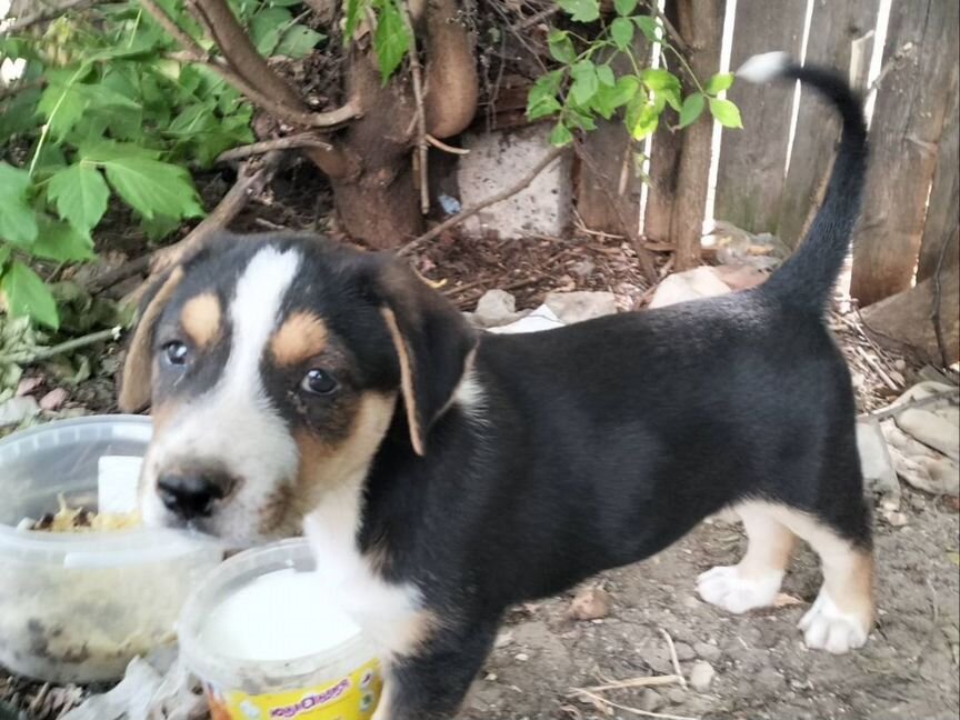 Двое из ларца