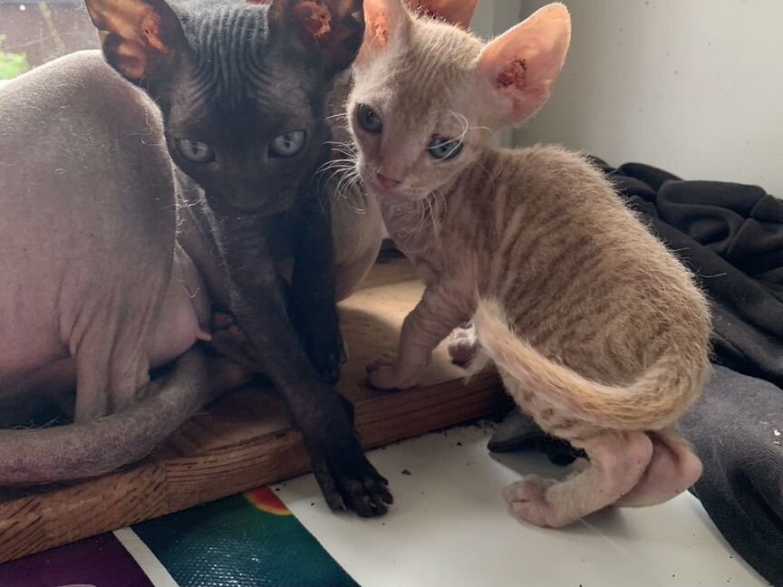 Котята сфинкс