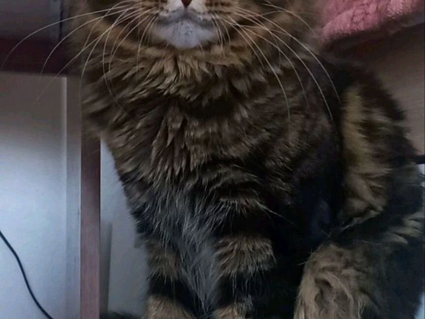 Кот мейн-кун вязка