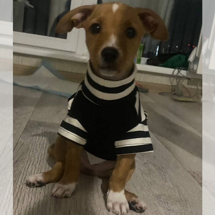 Русский той-терьер, щенок