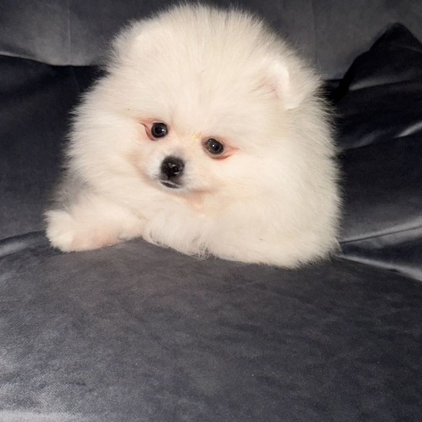 Померанский шпиц