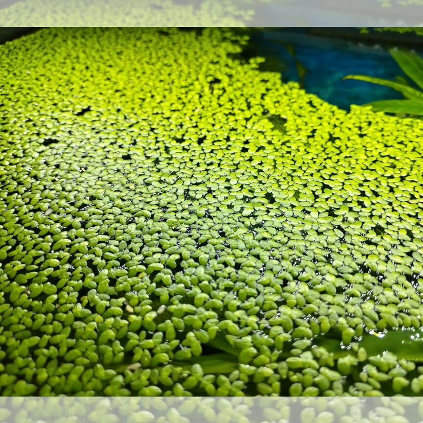 Ряска для аквариума