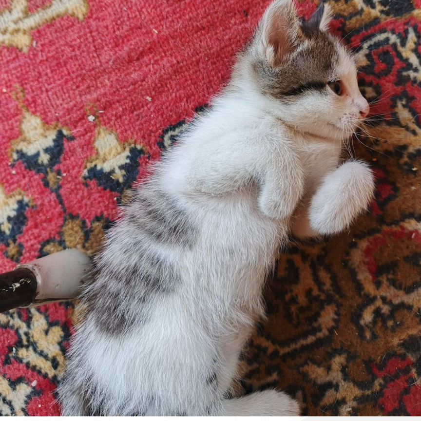 Котята в добрые руки бесплатно