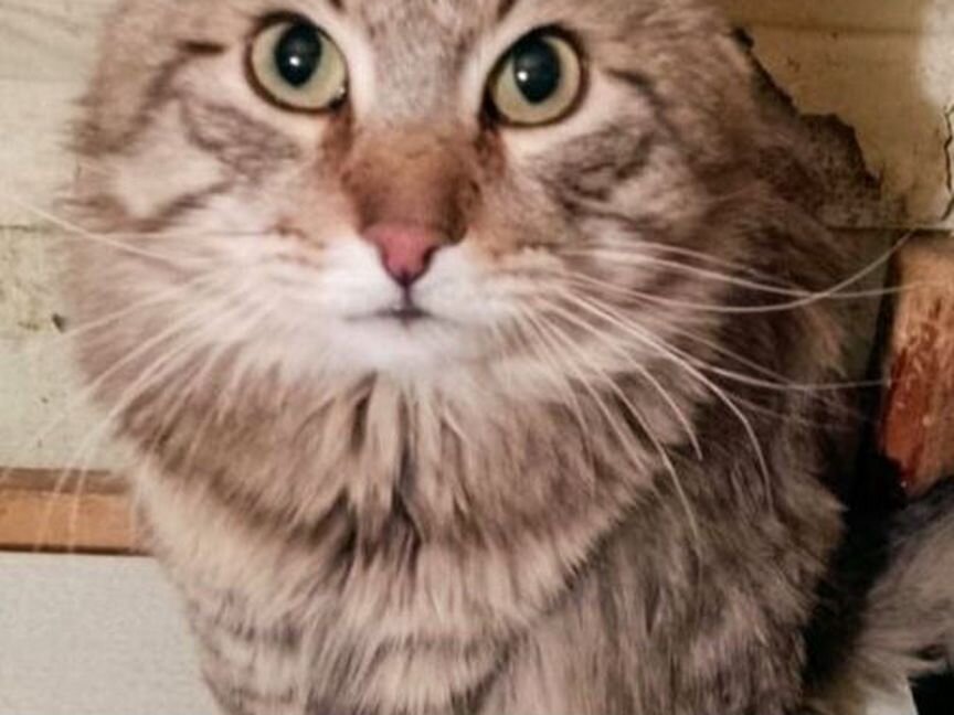 Котята норвежская лесная мальчик ласкун