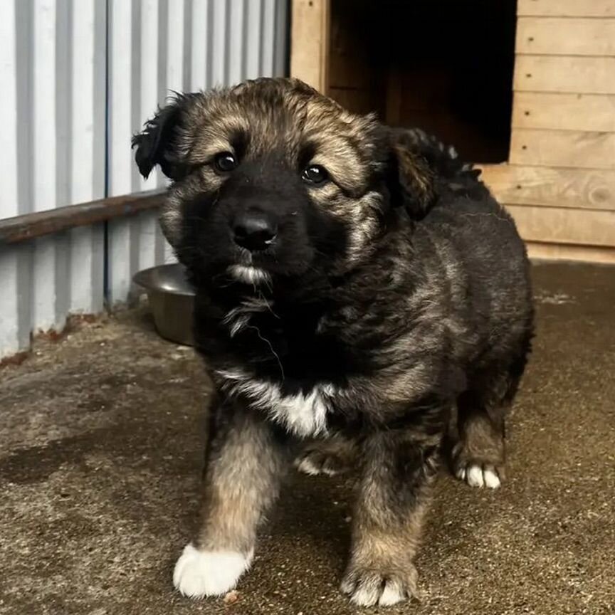 Щенок в добрые руки