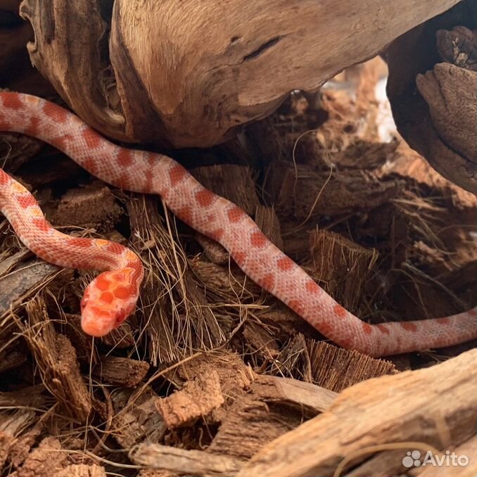 Маисовый полоз amel