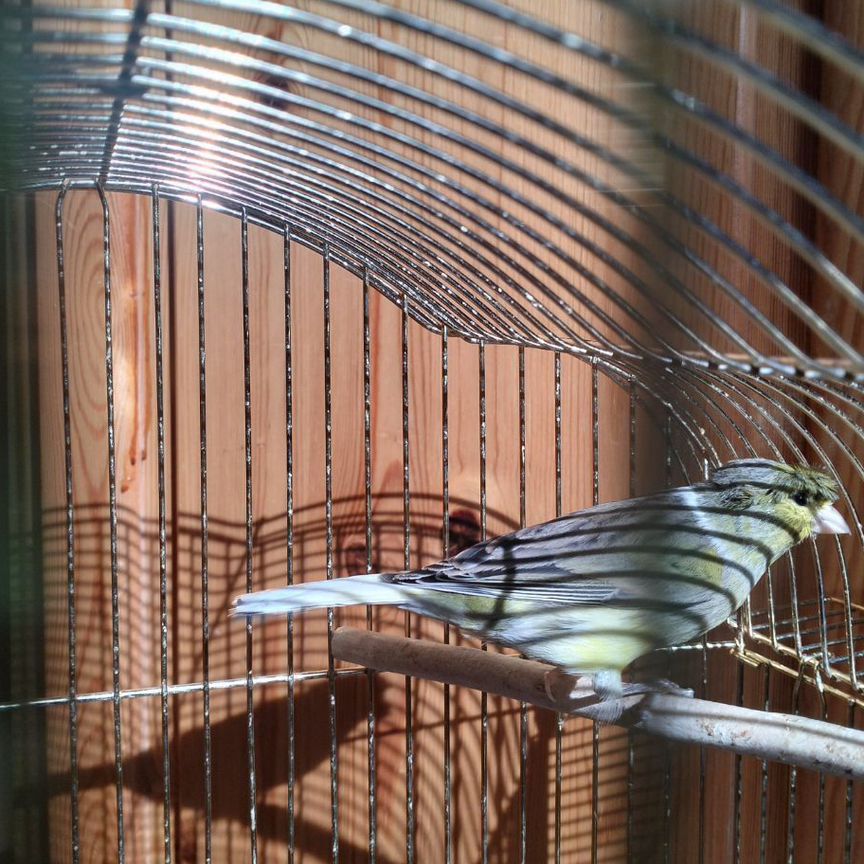 Кенар хохлатый