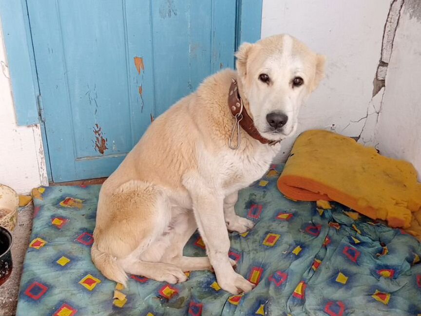 Собака в добрые руки Алабай