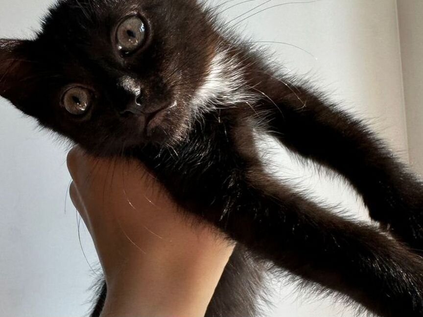 В добрые ручки подкидышь