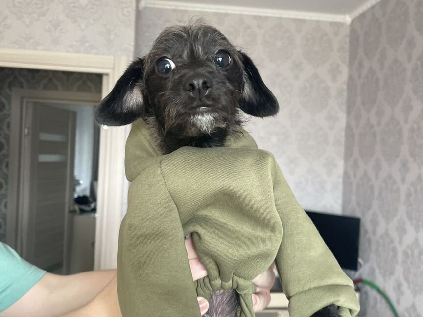 Маленькая собака