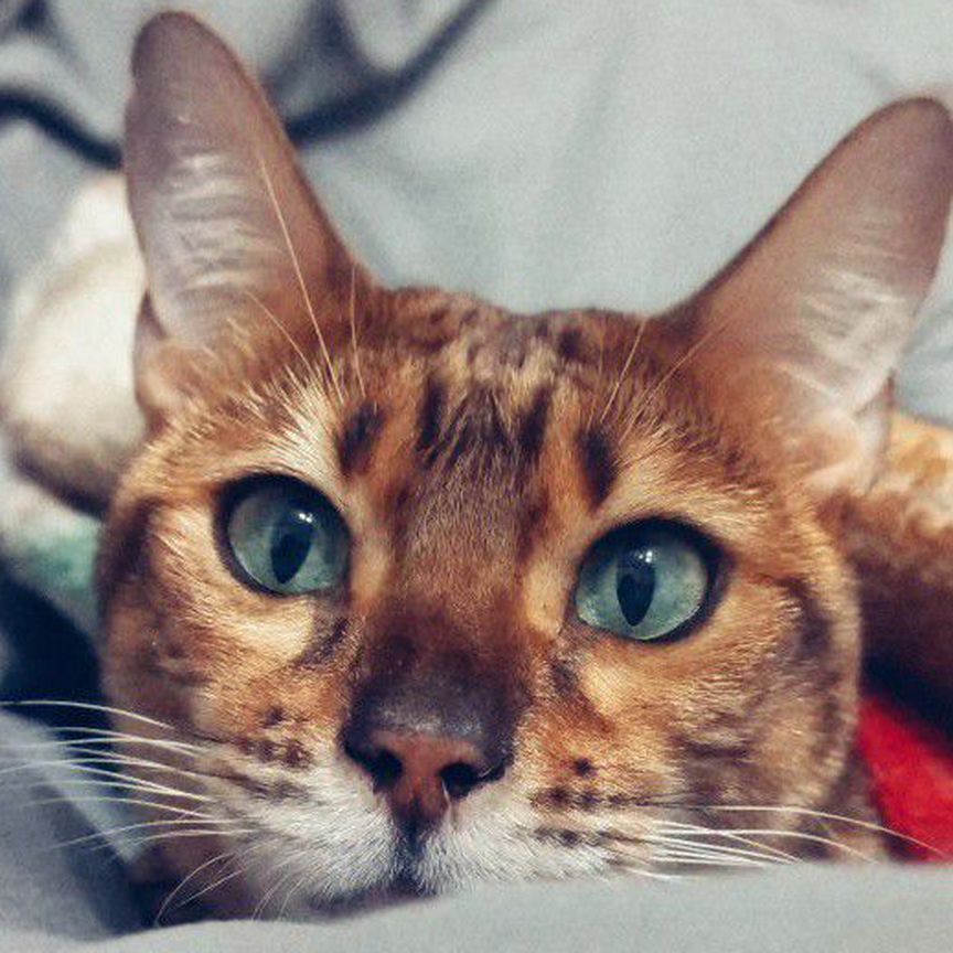 Бенгальская, взрослая кошка