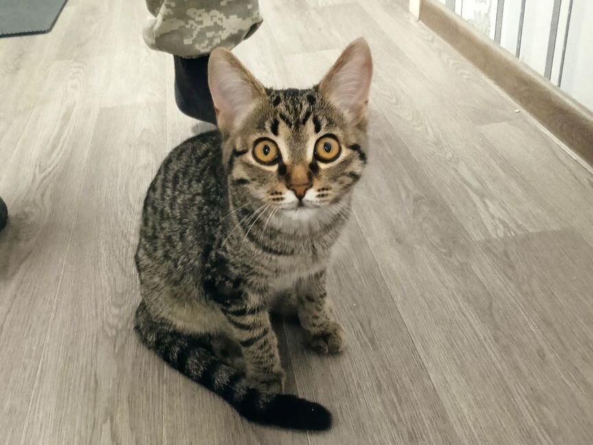 Котенок