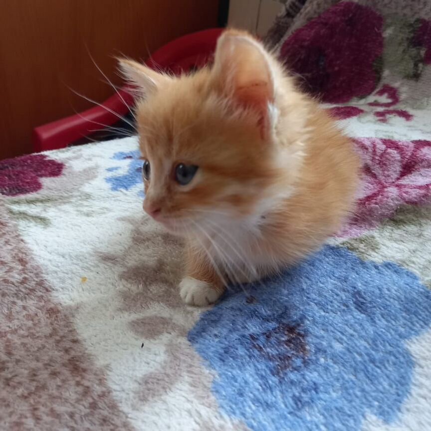 Отдадим котят в добрые руки