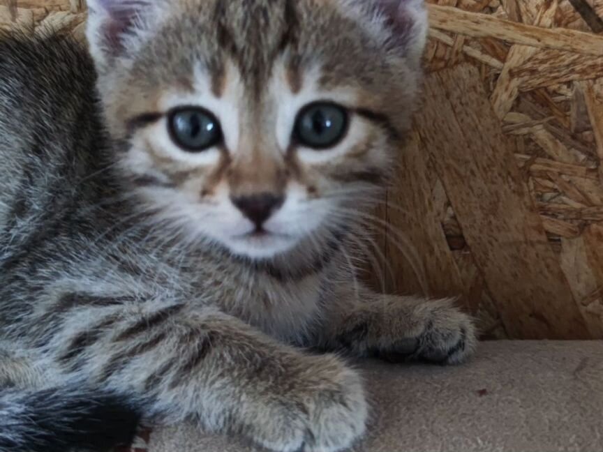 Два двухмесячных котенка, девочки