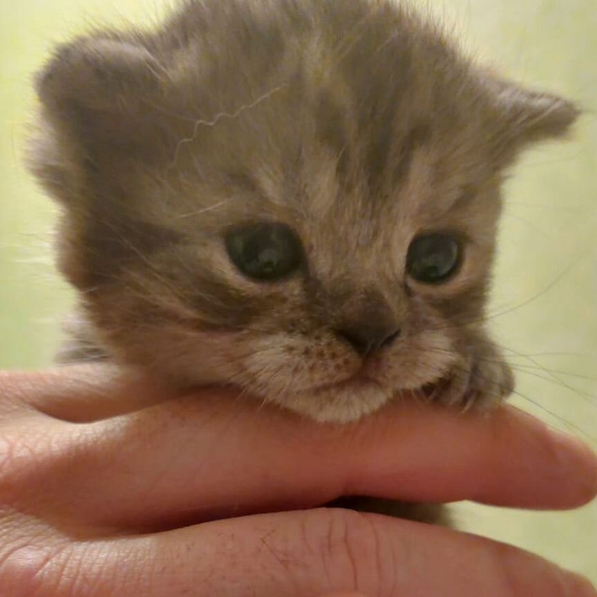 Шотландский вислоухий короткошёрстный котёнок