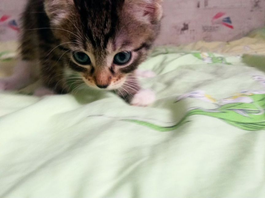 Ищем хороших людей для классных котят