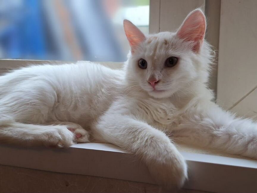 Шикарный котенок